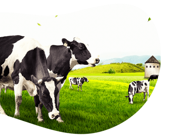 Company Profile - Prema