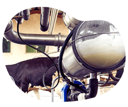 Processing of Premá Milk - Prema